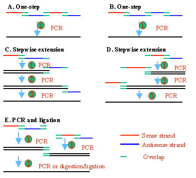 Overlapping Pcr A Python Script To Design Primers For Overlap
