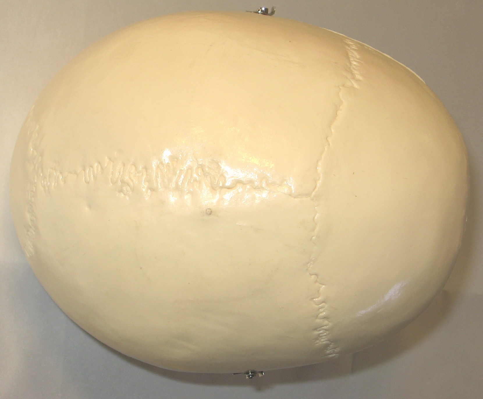 Life-size human skull